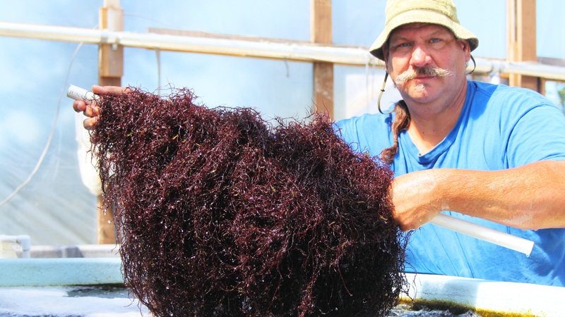 Tim Visi - Sea Plants Solutions - Global Earth Repair Foundation