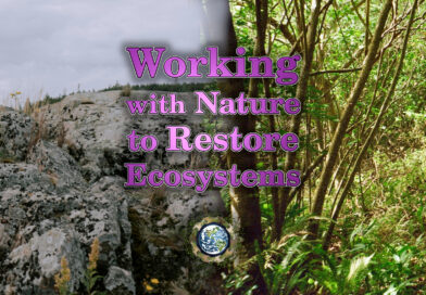 Allying with Nature to Heal the Planet - Global Earth Repair Foundation
